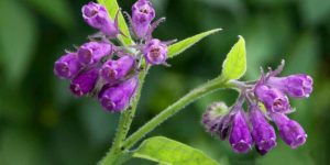 Propiedades de la Suelda Consuelda y sus increíbles usos medicinales