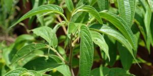 Propiedades, beneficios y usos medicinales del Cordoncillo