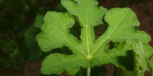 Propiedades y usos medicinales del Cadillo de Perro