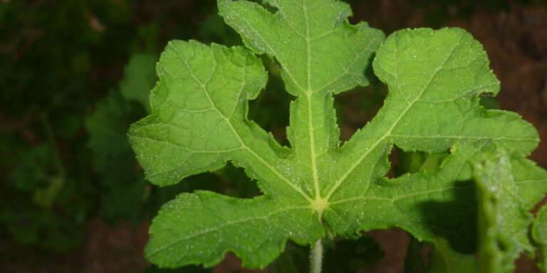 Propiedades y usos medicinales del Cadillo de Perro