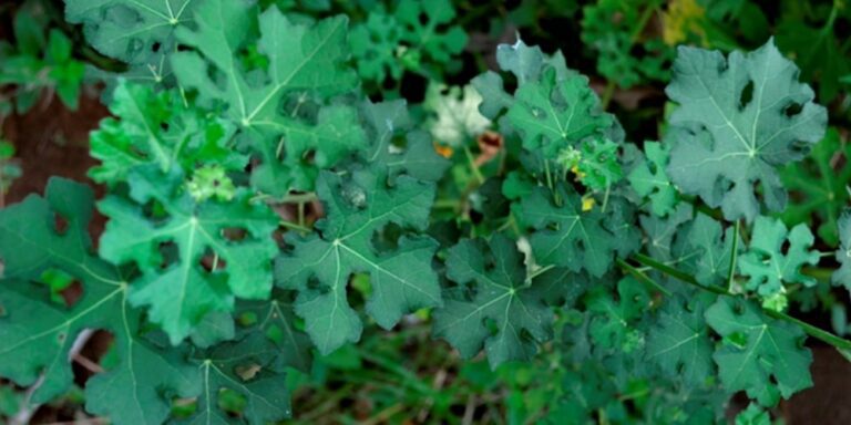 Propiedades y usos medicinales del Cadillo de Perro