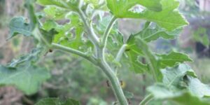 Propiedades y usos medicinales del Cadillo de Perro