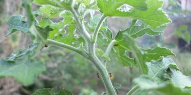 Propiedades y usos medicinales del Cadillo de Perro