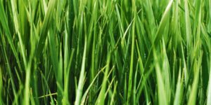 Malojillo: propiedades, beneficios y usos medicinales