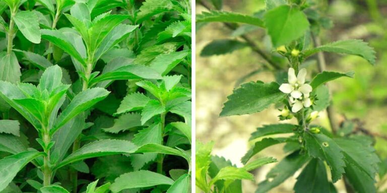 Conoce los grandes beneficios y usos medicinales de la Fregosa