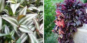 Conoce las propiedades y usos medicinales de la Planta de Cucaracha