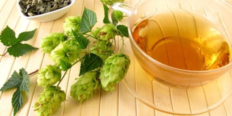 ¿Cuáles son los beneficios del Lúpulo y como aprovecharlos para mejorar ...