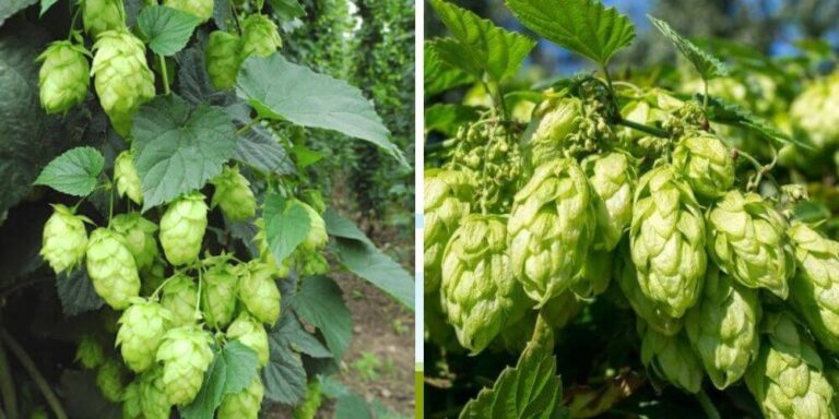 ¿Cuáles son los beneficios del Lúpulo y como aprovecharlos para mejorar ...