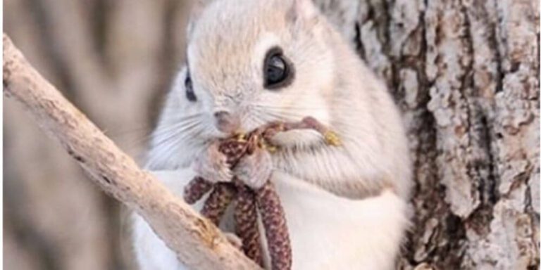 Tierna naturaleza: ¿Ya conoces a la ardilla voladora japonesa?