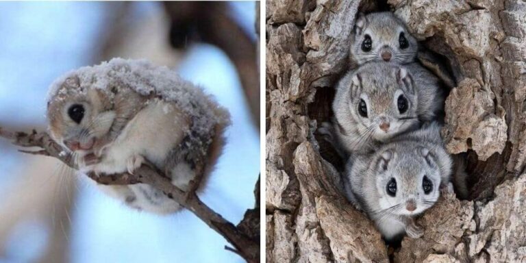 Tierna naturaleza: ¿Ya conoces a la ardilla voladora japonesa?