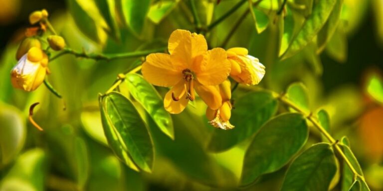 Cuáles son las propiedades y beneficios del Sen y cómo aprovecharlos