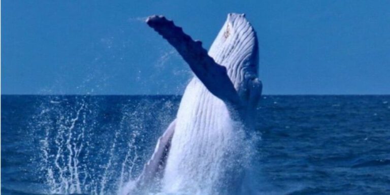Fotografían a extraña ballena jorobada blanca en aguas de Australia