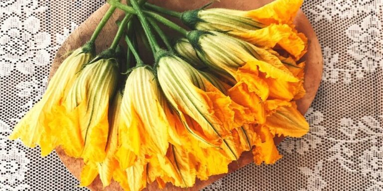 Qué beneficios aporta la flor de auyama para mejorar la salud
