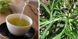 Beneficios y usos medicinales de la planta silvestre Pata de Gallina