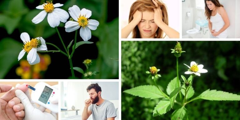 Cadillo, planta con potentes propiedades, beneficios y usos medicinales