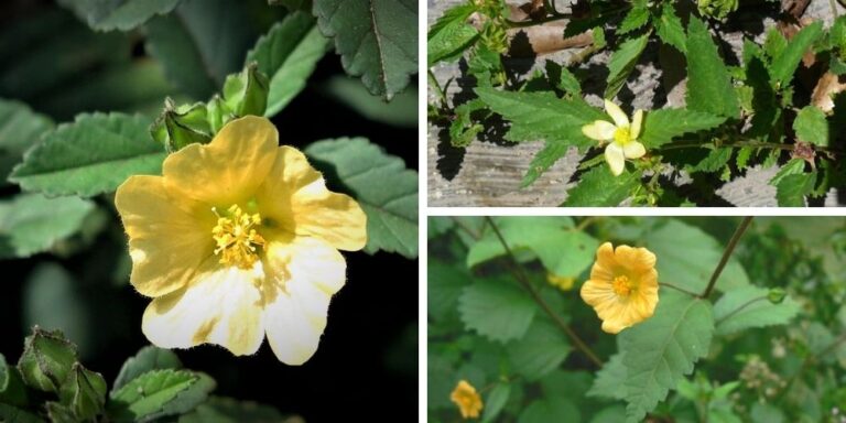 ¿Para qué sirve la Malva de Cochino? Usos y propiedades medicinales