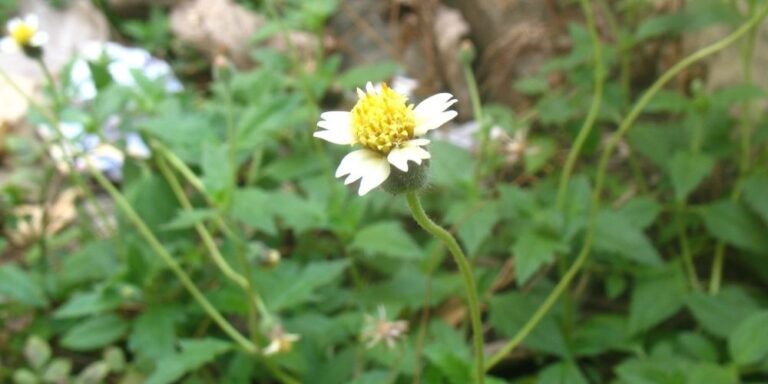 Hierba del Toro: Qué es, propiedades y usos medicinales