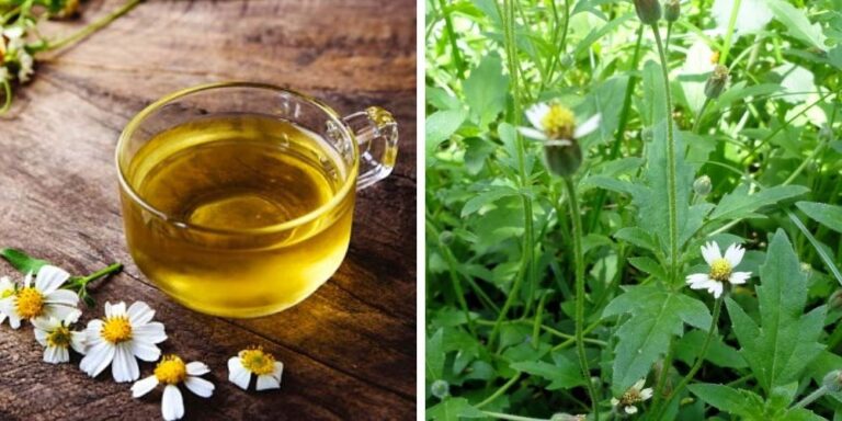 Hierba del Toro: Qué es, propiedades y usos medicinales