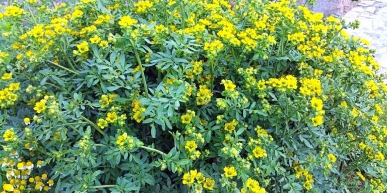 ¿Qué es la Ruda y para qué sirve? Propiedades, usos y precauciones