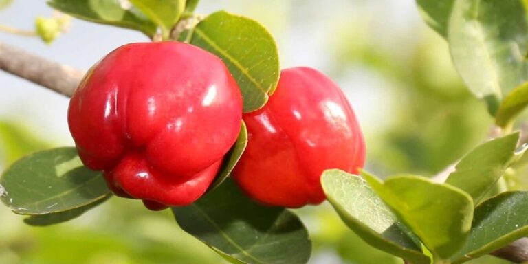 ¿Qué es la Acerola? Propiedades y usos medicinales
