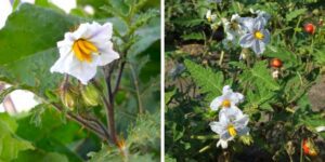 Conoce cuáles son los beneficios medicinales del revienta-caballos