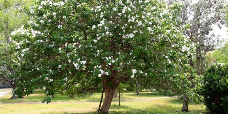 Anacahuita, una planta argentina ideal para aliviar muchos males