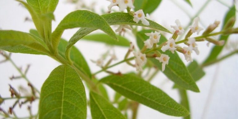 ¿Para qué sirve el Burrito? Una planta con excelentes propiedades