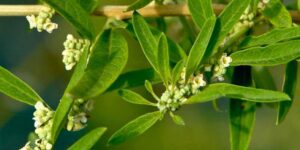 ¿Para qué sirve el Burrito? Una planta con excelentes propiedades