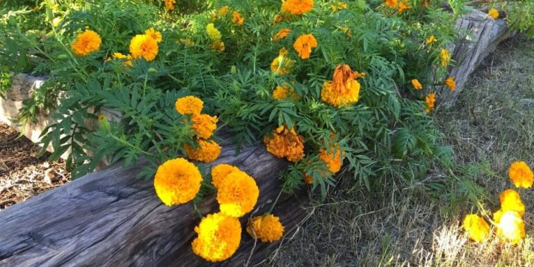 ¿Para qué sirve la flor de muerto? Sorprendentes beneficios